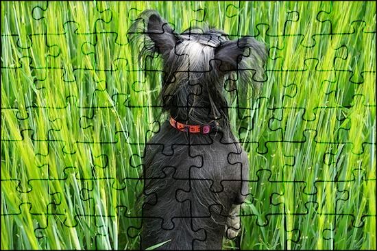 A Dog in The Grain Jigsaw Puzzle Online | Jspuzzles.Com