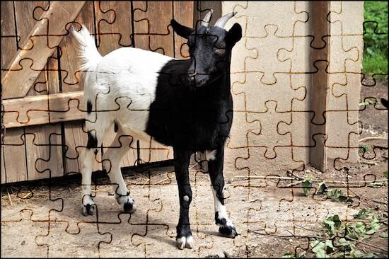 Black and White Goat Jigsaw Puzzle Online | Jspuzzles.Com