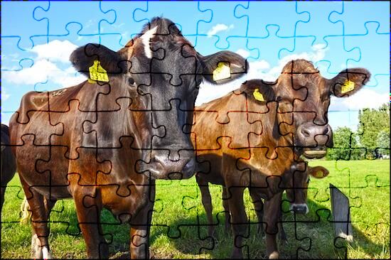 Cow Cattle Jigsaw Puzzle Online | Jspuzzles.Com