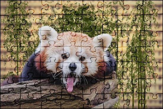 Lesser Panda Jigsaw Puzzles Online | JSPuzzles.com
