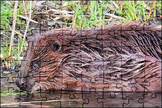 Puzzle Online Beaver Time | Jspuzzles.Com