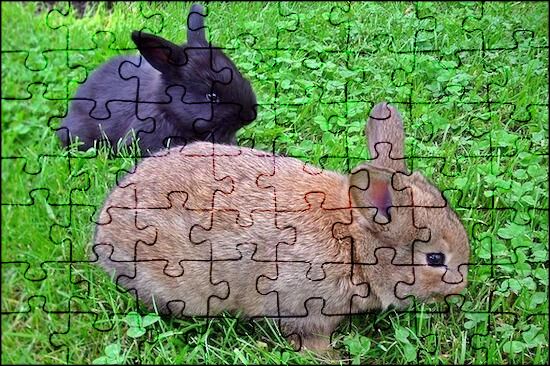 Rabbit Jigsaw Puzzles Online | JSPuzzles.com