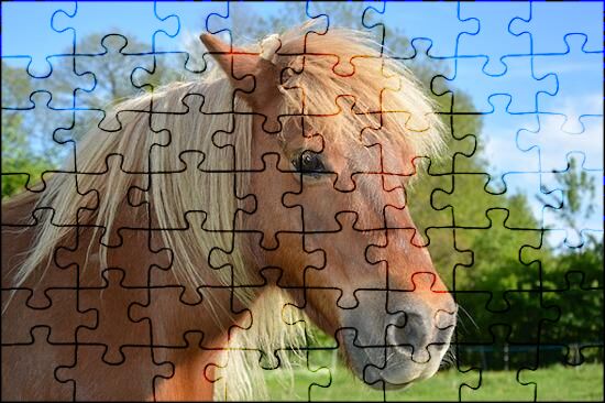 Shetland Pony Jigsaw Puzzle Online | Jspuzzles.Com