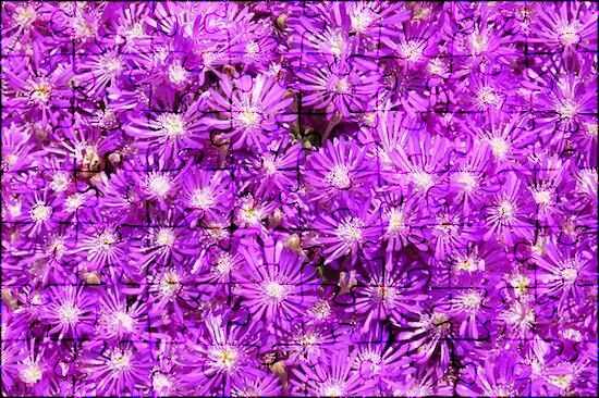 Purple Jigsaw Puzzles Online | JSPuzzles.com
