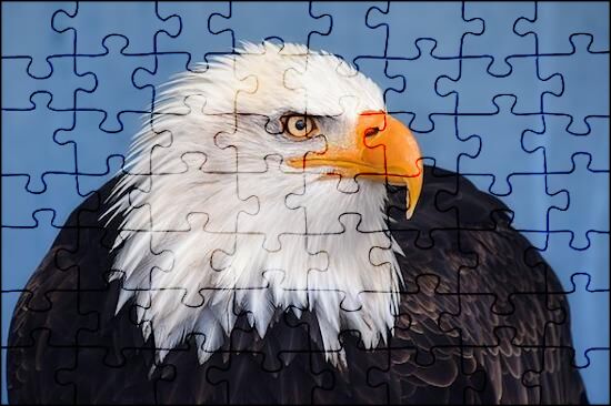 Bald Eagle Jigsaw Puzzles Online | JSPuzzles.com