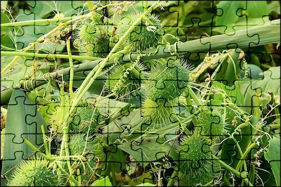 Wild Cucumber Jigsaw Puzzle Online | Jspuzzles.Com