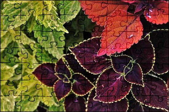Three Color Leaves Jigsaw Puzzle Online | Jspuzzles.Com