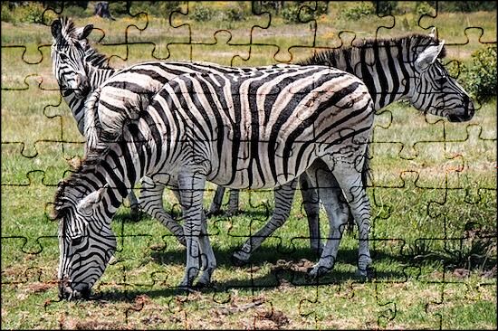 3 Zebras Jigsaw Puzzle Online | Jspuzzles.Com