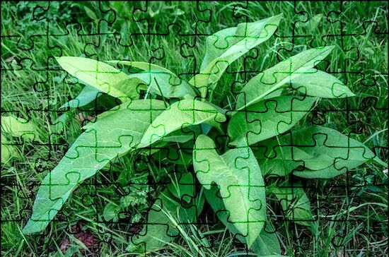 Plantain Plant Jigsaw Puzzle Online | Jspuzzles.Com