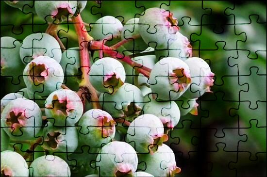 Blueberries Jigsaw Puzzle Online | Jspuzzles.Com