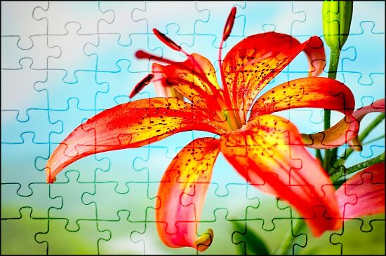 Beautiful Flowers Field Lilies Jigsaw Puzzle Online