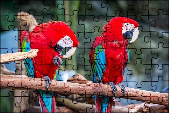 Macaw Jigsaw Puzzles Online | JSPuzzles.com