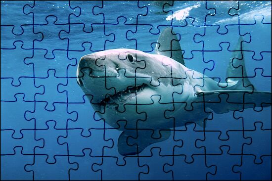 Shark Jigsaw Puzzles Online | JSPuzzles.com