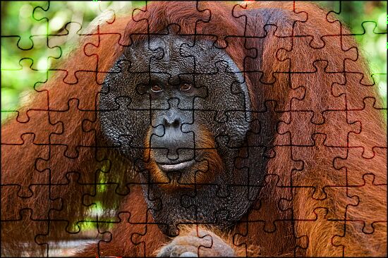 Orangutan Jigsaw Puzzles Online | JSPuzzles.com
