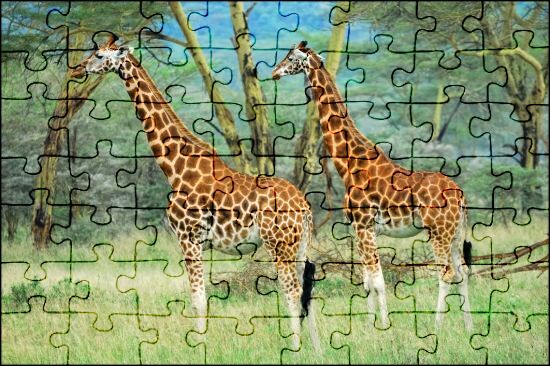 Giraffe Jigsaw Puzzles Online | JSPuzzles.com