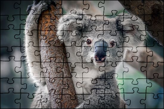 A Cute Koala Jigsaw Puzzle Online | Jspuzzles.Com