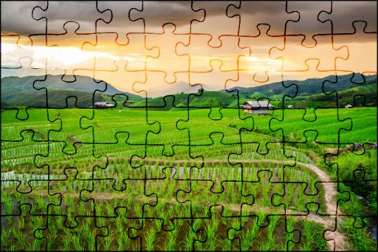 Terrace Rice Fields at Chaing Mai, Thailand Jigsaw Puzzle Online