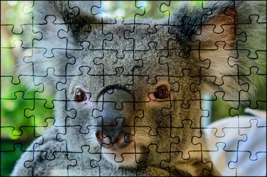 Portrait of Koala in Queensland, Australia Jigsaw Puzzle Online