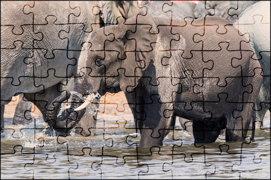 Elephant Jigsaw Puzzles Online | JSPuzzles.com