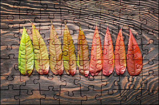 Range of Colorful Autumn Leaves On Wooden Backgrou Jigsaw Puzzle
