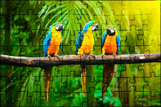 3 Macaw Parrots Jigsaw Puzzle Online | Jspuzzles.Com