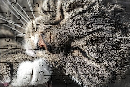 Cat Napping Jigsaw Puzzle Online | Jspuzzles.Com