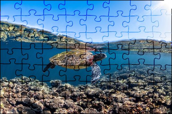 Sea Turtle Jigsaw Puzzle Online | Jspuzzles