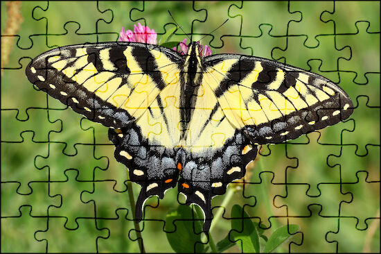 Butterfly Closeup Jigsaw Puzzle Online | Jspuzzles