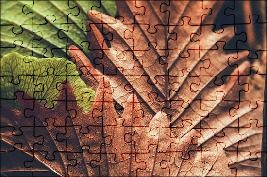 Puzzle Gros Plan Des Feuilles Gratuit | Jspuzzles