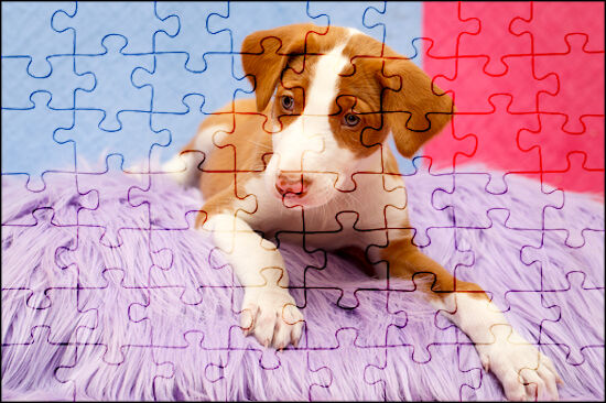 Dog Is Lovely Color Set Jigsaw Puzzle Online | Jspuzzles