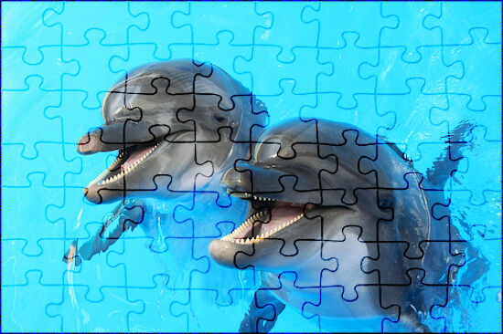 Laughing Dolphins Jigsaw Puzzle Online | Jspuzzles