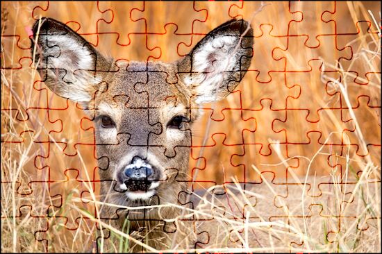 Deer in The Woods Jigsaw Puzzle Online | Jspuzzles