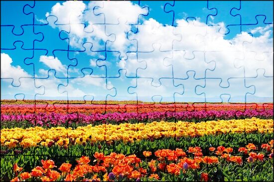 Rompecabezas De Campos De Tulipanes | Jspuzzles