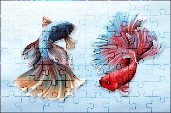 Betta Fishes Jigsaw Puzzle Online | Jspuzzles