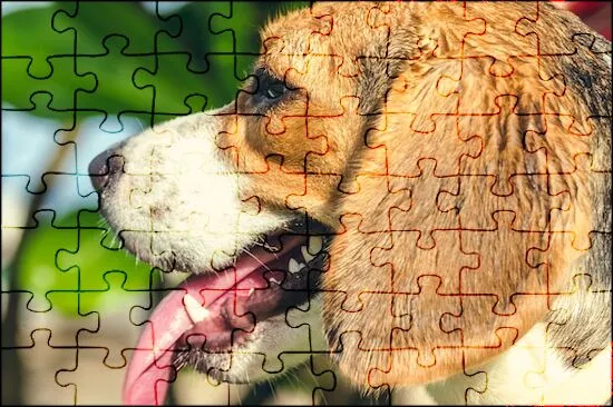 Puzzle Chien Beagle Dans Le Parc Gratuit | Jspuzzles