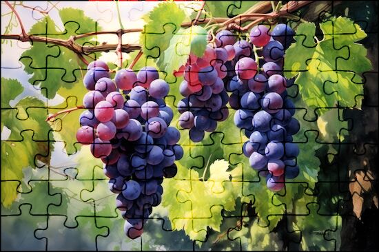 Vineyard Grapes Jigsaw Puzzle Online | Jspuzzles