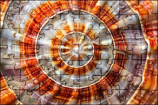 Scotch Bonnet Shell Jigsaw Puzzle Online | Jspuzzles