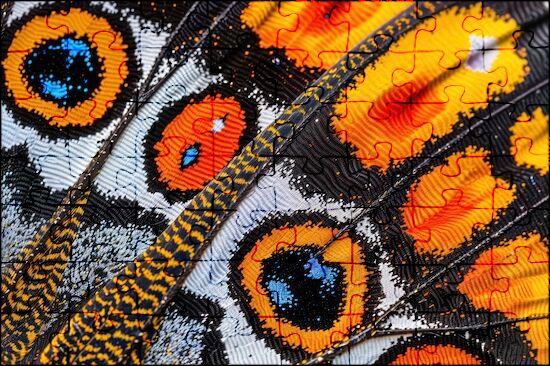 Peacock Wing Closeup Jigsaw Puzzle Online | Jspuzzles
