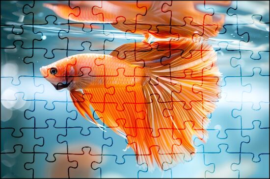 Vibrant Orange Betta Fish Jigsaw Puzzle Online | Jspuzzles