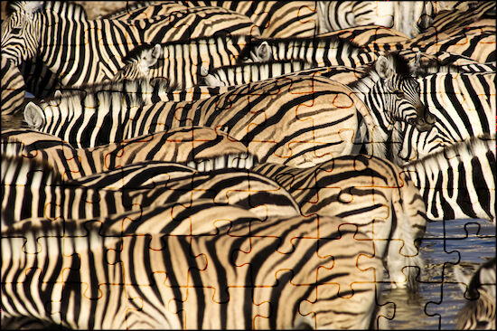 Group of Zebras Jigsaw Puzzle Online | Jspuzzles