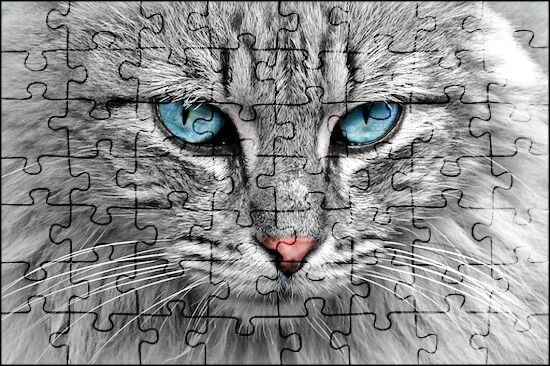 Puzzle Ami À Fourrure Gratuit | Jspuzzles