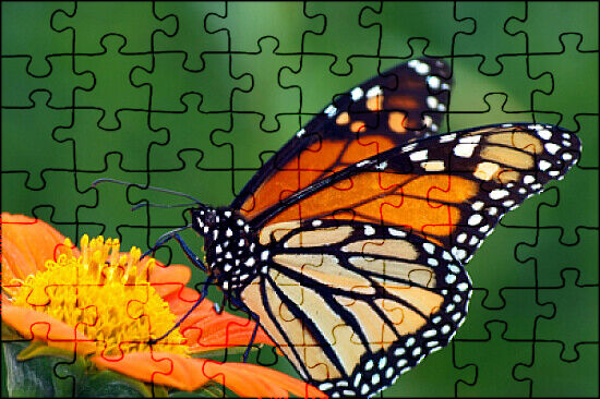 Elis - Prof. Joice Puzzle #1020759 | Jspuzzles