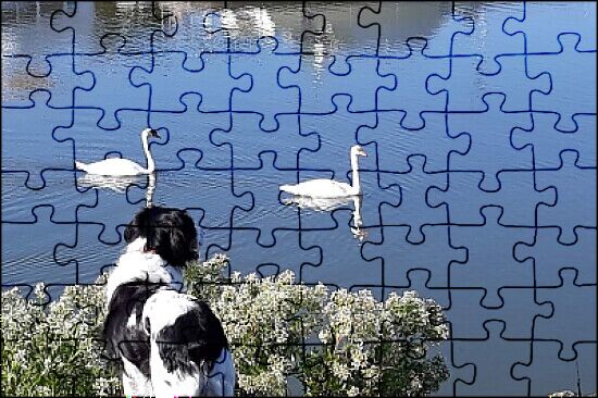 Sentier Littoral Le Teich - Rompecabezas Del Usuario #1026008