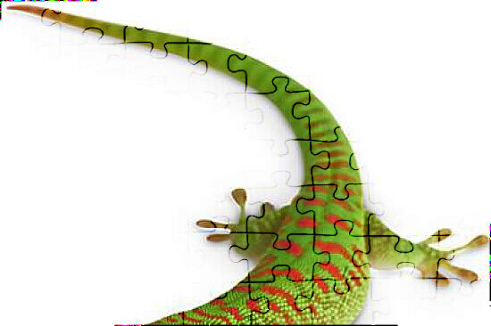 Geko - Roberto Mendoza Oropeza Puzzle #1037416 | Jspuzzles
