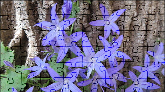 Sternblume פאזל משתמש מספר - 1063940 | Jspuzzles