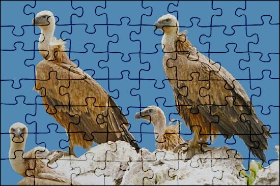 Geier - Doroh Puzzle #1065490 | Jspuzzles