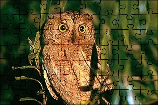 Autillo - La Lechuza Puzzle #121719 | Jspuzzles