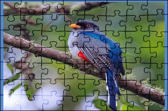 Quetzal Azul - La Lechuza Puzzle #122284 | Jspuzzles