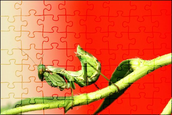 Mantis Jigsaw Puzzles Online | JSPuzzles.com