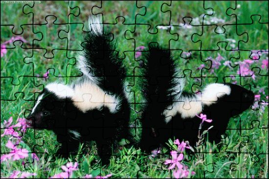 Skunk Jigsaw Puzzles Online | JSPuzzles.com